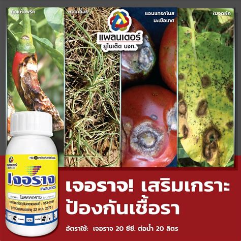 เจอราจ โพรคลอราช 45 ป้องกันรักษา กุ้งแห้งพริก โรคแอนแทรคโนส หอมเลื้อย บ แพลนเตอร์ ยูไนเต็ด100