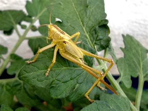 Create Vector Layervirtual Layer With Dynamic Number Of Features In Qgis Solveforum