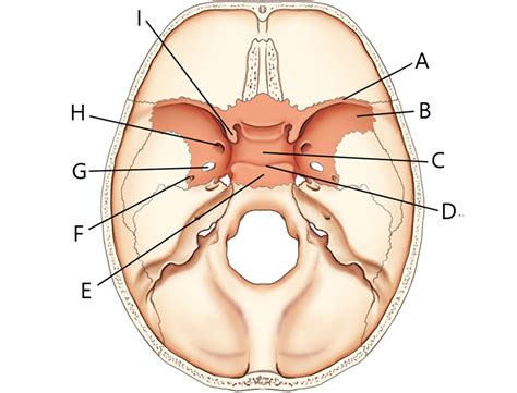 Sphenoid Bone Labeling Diagram Quizlet