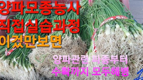 양파농사 파종 실습 끝까지 보면 양파 문제 전부 해결과 풍년된다 Youtube