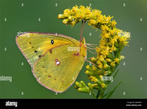 Clouded Sulphur Butterfly Colias Philodice Feeding On Goldenrod Solidago Species Flowers