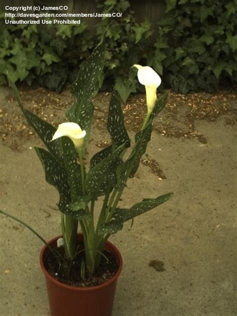 Plantfiles Pictures Zantedeschia Species Spotted Calla Lily White