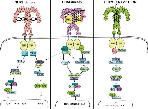 Discovery Of Toll Like Receptors Sxakeq