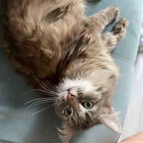 КС 4 лапы объявления Есик Сегодня ночью потерялся пёс прогрыз дырку в заборе и сбежал район