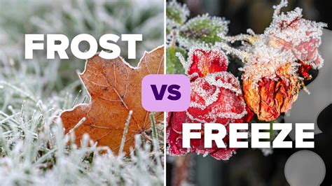 How Are Frosts And Freezes That Different