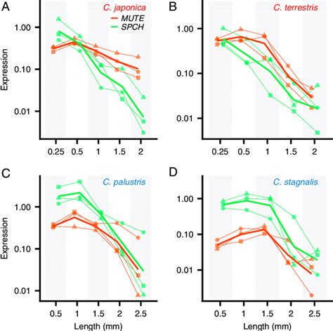 Expression Patterns Of Spch And Mute Orthologs In Different Stages Of Download Scientific