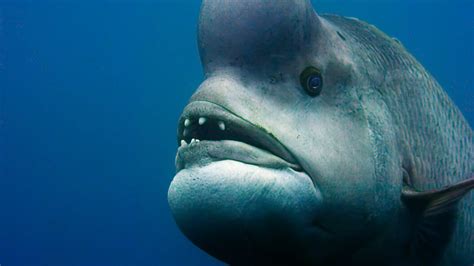BBC One Blue Planet II Filming Fish That Change Sex