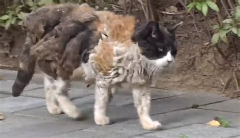 救助流浪花猫 爱奇艺