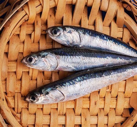 Anchovies Health And Nutrition Benefits Peru Info