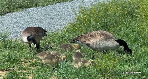 How To Get Rid Of Geese 6 Humane Ways To Keep Them Off