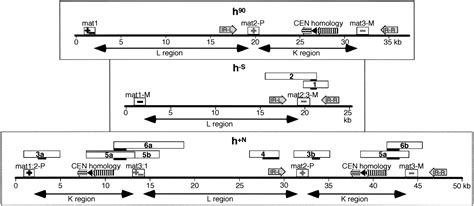 Early Replicating Heterochromatin
