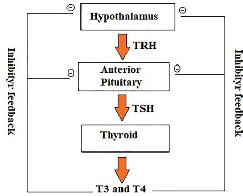 Thyroid Menstrual Cycle