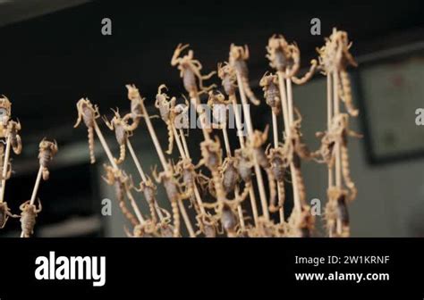Scorpion Stick Stock Videos And Footage Hd And 4k Video Clips Alamy