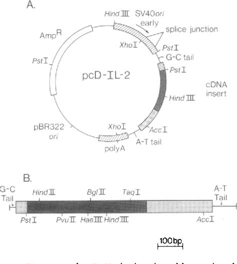 Figure 3 From Use Of A Cdna Expression Vector For Isolation Of Mouse Interleukin 2 Cdna Clones