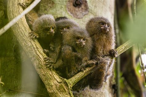 Fun Facts About Pygmy Marmoset