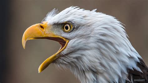 How To Use Radial Filters To Accentuate Your Subject In Lightroom Fstoppers