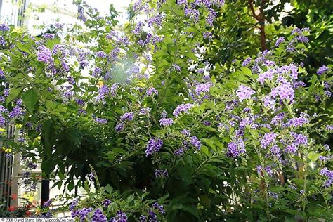 Duranta Erecta
