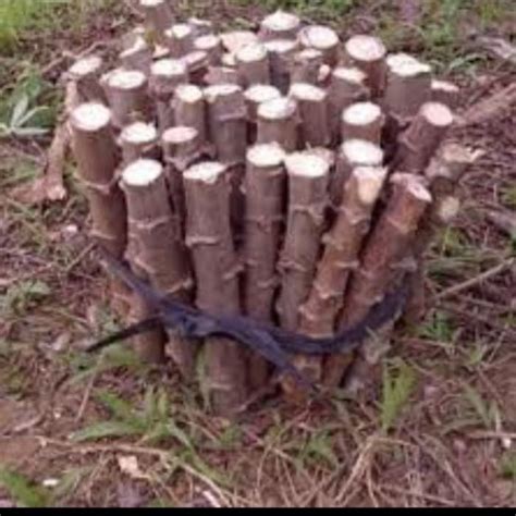 Jual Promo Steak Batang Singkong Mentega 100 Batang Panjang 50 Cm Bibit Singkong Mentega 10