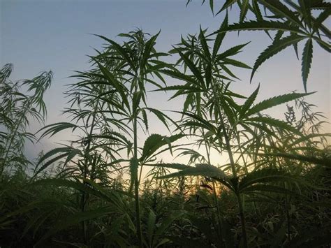How To Farm Hemp Full Hemp Farming Guide