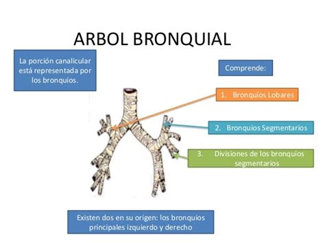 Arbol Bronquial
