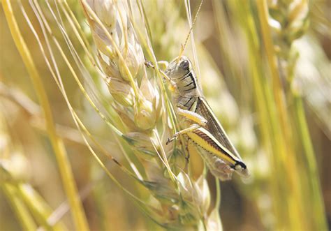 Potential Exists For High Spring Hopper Hatch The Western Producer