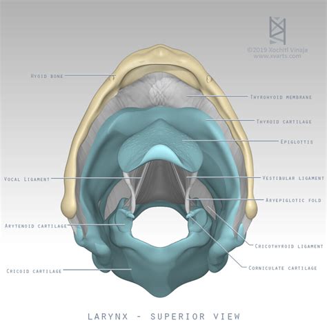 Xvart Larynx Superior View