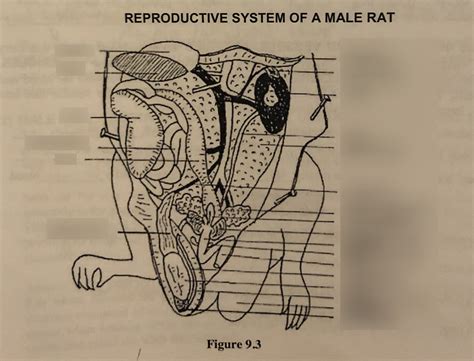 Rat Systems Male Reproductive Diagram Diagram Quizlet