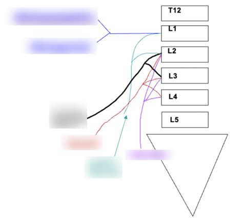 Lumbar Plexus Diagram Quizlet