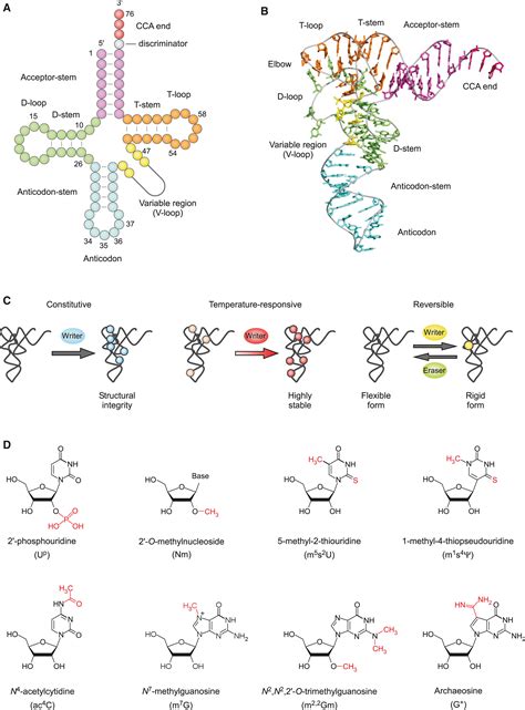 Transfer Rna Modifications And Cellular Thermotolerance Molecular Cell Transfer Rna Modifications And Cellular Thermotolerance Molecular Cell