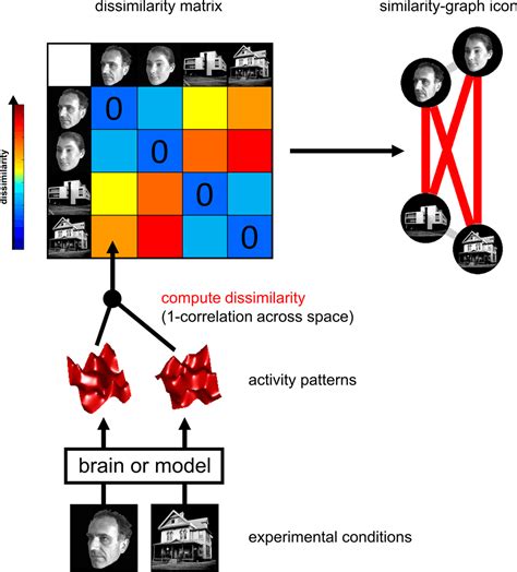 Frontiers Representational Similarity Analysis Connecting The Branches Of Systems