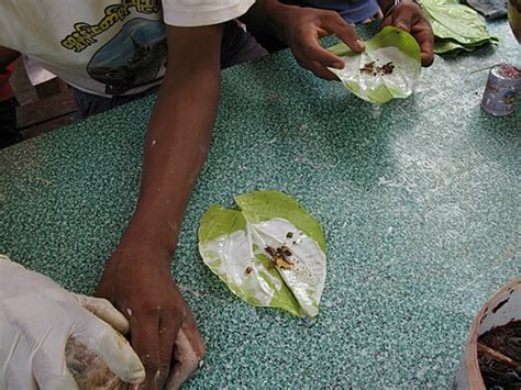 Betel Nut Chewing Wikipedia