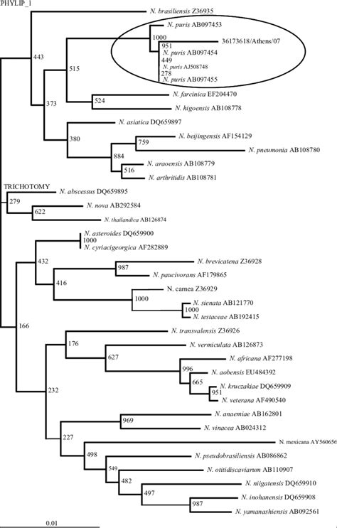 Figure Dendrogram Showing The Phylogenetic Relationships Of Isolates Download Scientific