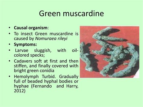 Fungal Diseases Of Silkwormpptx