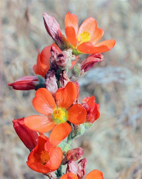 Gooseberryleaf Globemallow Sphaeralcea Grossulariifolia Western Forbs