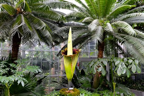 Public Eagerly Awaits Blooming Of Corpse Flower Wtop News