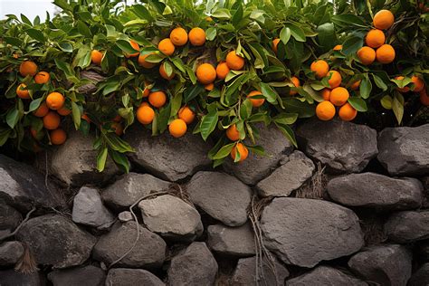 돌담에 신선한 감귤 높은 해상도 과일 나무 과일 배경 일러스트 및 사진 무료 다운로드 Pngtree