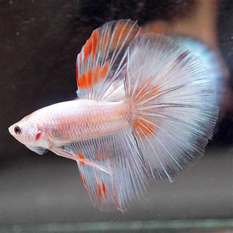 White Pearl Orange Sherbet Halfmoon Betta Fish