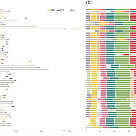 Comparative Analysis Of The Phylogenetics Exon Intron Structures And Download Scientific