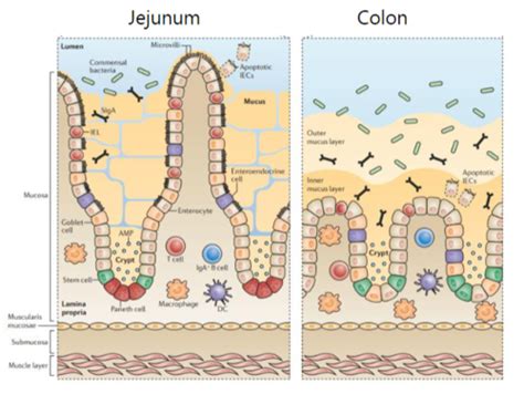 Gut Microbiota Flashcards Quizlet
