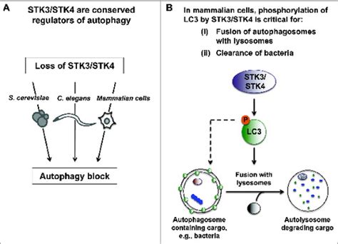 Full Article Lc3 Is A Novel Substrate For The Mammalian Hippo Kinases