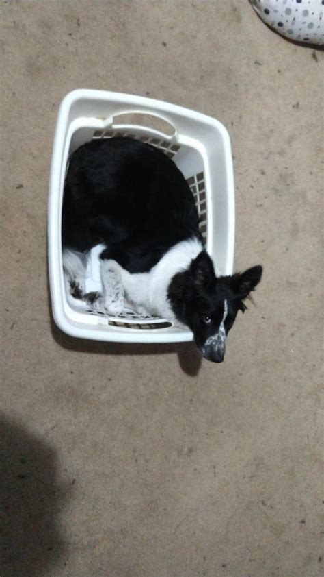 The Sculk Snapper And Sculk Mirage R Minecraftsuggestions