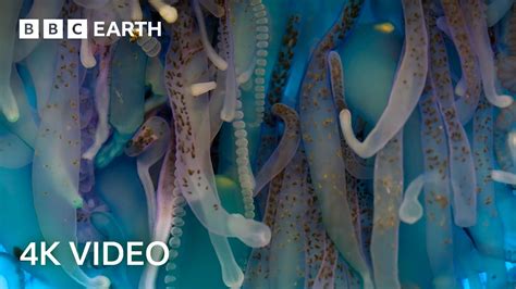 Travel To The Depths Of Our Mysterious Oceans 4k Uhd Blue Planet Ii