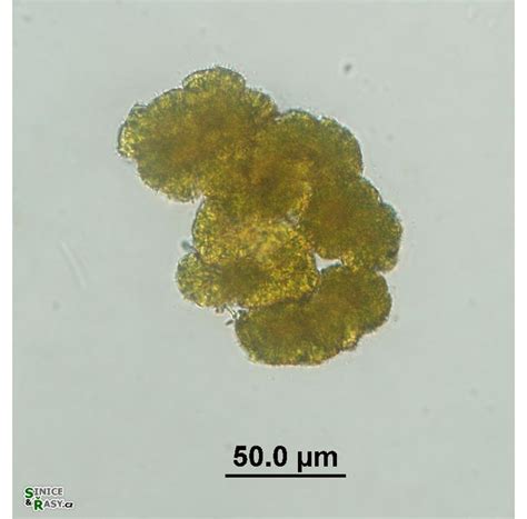 Botryococcus Neglectus Galerie