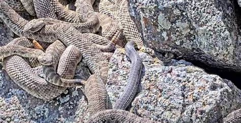 Rattlesnake Cam Shows Inside Massive Mega Den Of Snakes Via Live Feed