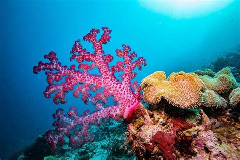 영어가이드 리프월드로 향하는 그레이트 배리어 리프 데이 크루즈 줌줌투어 호주 휘트선데이﹠허비베이