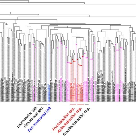 the dendrogram shows hierarchical clustering produced based on
