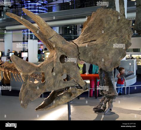 Skull Dinosaurtriceratops Horriduswyoming Usa68 65 Myalate
