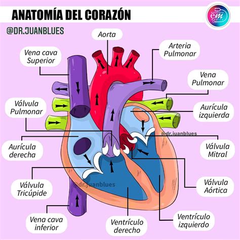 Por Medicoblastos Anatoma Del Corazn Anatomia Histología Del Corazón