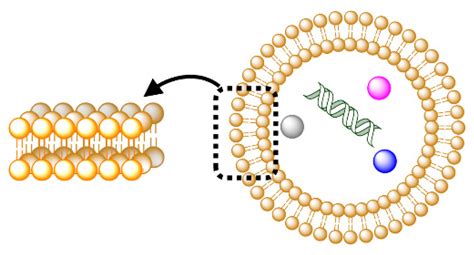 Evolution Of Proliferative Model Protocells Highly Responsive To The