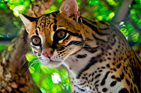 7 Most Dangerous Domestic Cat Breeds In The World